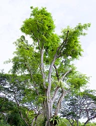 Narra Tree Or Pterocarpus Indicus Philippine Trees