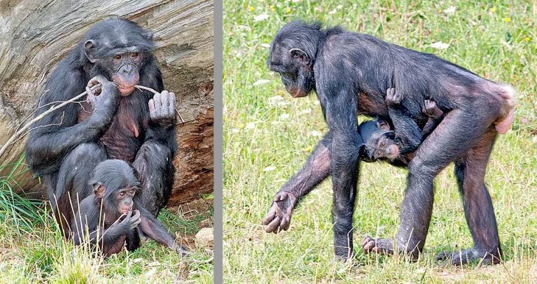 Pan paniscus - Monaco Nature Encyclopedia