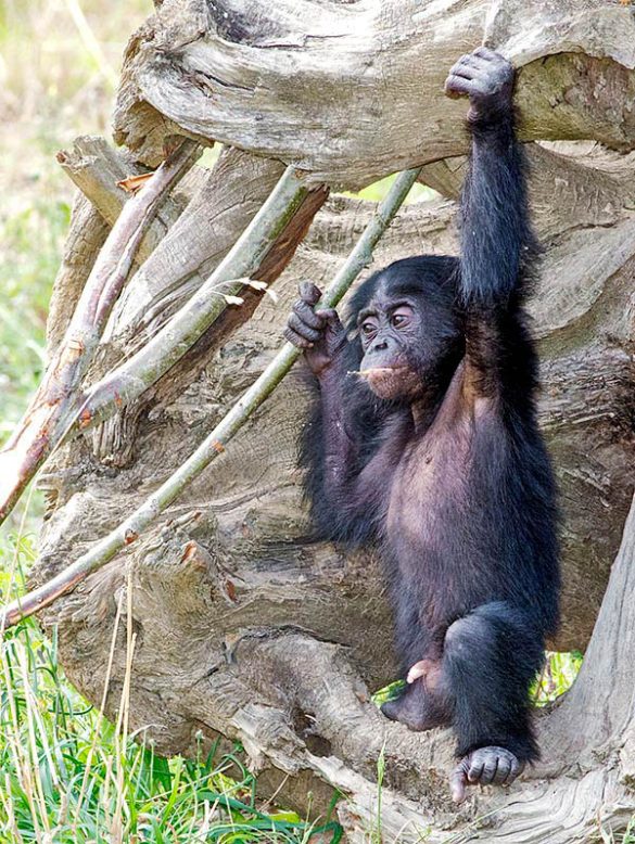Pan paniscus - Monaco Nature Encyclopedia