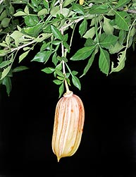 Parmentiera aculeata - Monaco Nature Encyclopedia