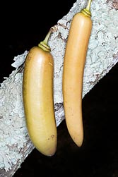 Parmentiera cereifera - Monaco Nature Encyclopedia