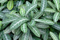 Sauropus spatulifolius - Monaco Nature Encyclopedia