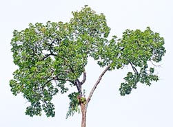 Scaphium macropodum - Monaco Nature Encyclopedia