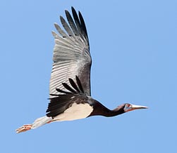 Ciconiiformes Archivi - Monaco Nature Encyclopedia