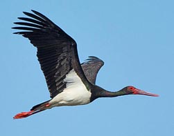 Ciconiiformes Archivi - Monaco Nature Encyclopedia