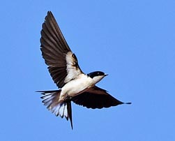 Hirundo megaensis - Monaco Nature Encyclopedia