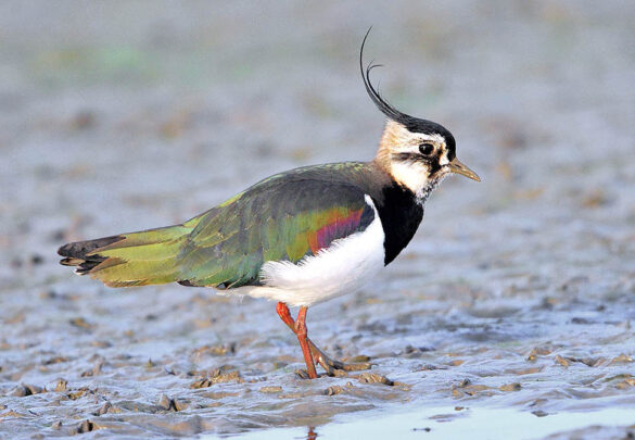 Vanellus vanellus - Monaco Nature Encyclopedia