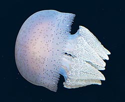 Acromitus flagellatus - Monaco Nature Encyclopedia
