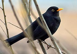 Turdus merula - Monaco Nature Encyclopedia