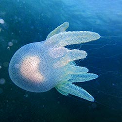 Acromitus flagellatus - Monaco Nature Encyclopedia