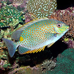 Siganus guttatus - Monaco Nature Encyclopedia