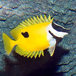 Siganus unimaculatus - Monaco Nature Encyclopedia