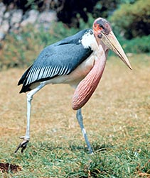 Leptoptilos crumenifer - Monaco Nature Encyclopedia
