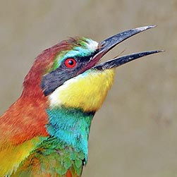 Merops apiaster - Monaco Nature Encyclopedia