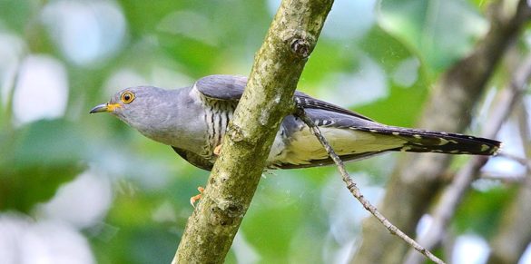 Cuculus canorus - Monaco Nature Encyclopedia