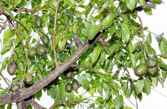 Spondias dulcis - Monaco Nature Encyclopedia