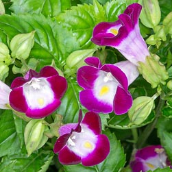 Torenia fournieri - Monaco Nature Encyclopedia