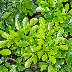 Aglaia odorata - Monaco Nature Encyclopedia