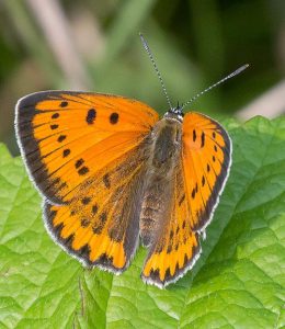 Lycaena dispar - Monaco Nature Encyclopedia
