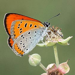 Lycaena dispar - Monaco Nature Encyclopedia