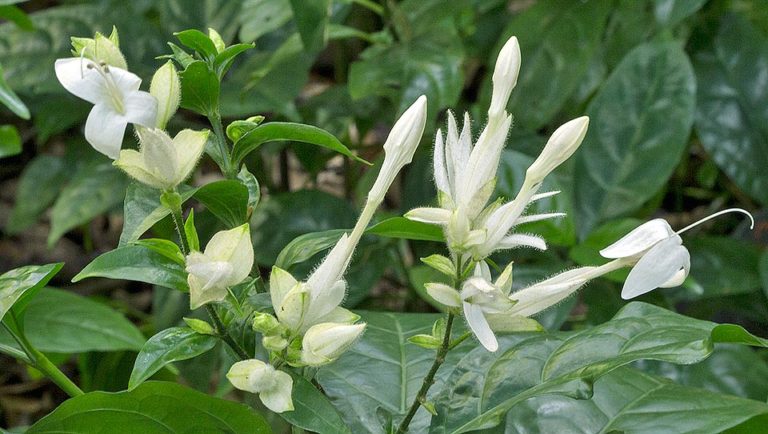 Whitfieldia elongata - Monaco Nature Encyclopedia
