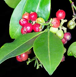 Carallia brachiata - Monaco Nature Encyclopedia