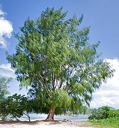 Casuarina equisetifolia - Monaco Nature Encyclopedia