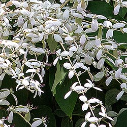 Congea tomentosa - Monaco Nature Encyclopedia