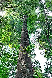 Dyera costulata - Monaco Nature Encyclopedia