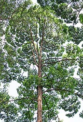 Hopea odorata - Monaco Nature Encyclopedia