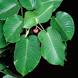 Hura crepitans - Monaco Nature Encyclopedia