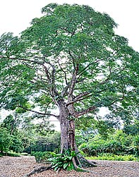 Khaya senegalensis - Monaco Nature Encyclopedia