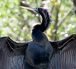 Anhinga anhinga - Monaco Nature Encyclopedia