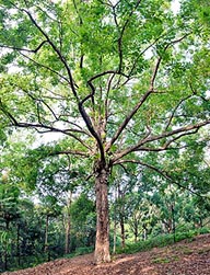 Dipterocarpaceae Archivi - Monaco Nature Encyclopedia