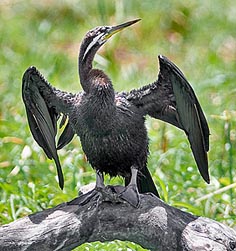 Anhingidae Archivi - Monaco Nature Encyclopedia