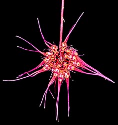 Orchidaceae Archivi - Monaco Nature Encyclopedia