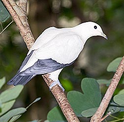 Ducula bicolor - Monaco Nature Encyclopedia