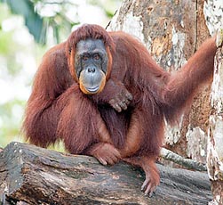 Pongo pygmaeus - Monaco Nature Encyclopedia