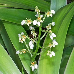 Xiphidium caeruleum - Monaco Nature Encyclopedia