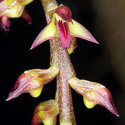 Orchidaceae Archivi - Monaco Nature Encyclopedia