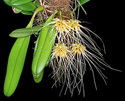Orchidaceae Archivi - Monaco Nature Encyclopedia