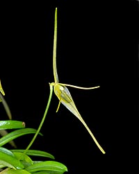 Barbosella cucullata - Monaco Nature Encyclopedia