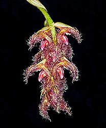 Orchidaceae Archivi - Monaco Nature Encyclopedia