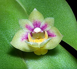 Dendrobium grande - Monaco Nature Encyclopedia