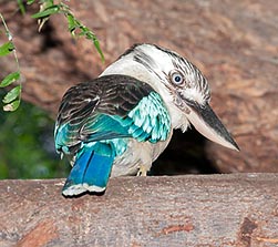 Dacelo leachii - Monaco Nature Encyclopedia