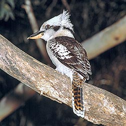 Dacelo novaeguineae - Monaco Nature Encyclopedia