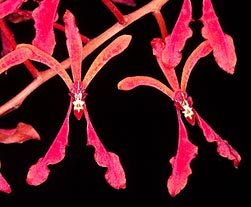 Renanthera philippinensis - Monaco Nature Encyclopedia