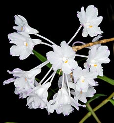 Dendrobium mutabile - Monaco Nature Encyclopedia