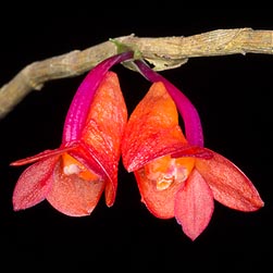 Dendrobium oreodoxa - Monaco Nature Encyclopedia