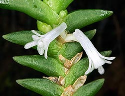 Microsaccus truncatus - Monaco Nature Encyclopedia